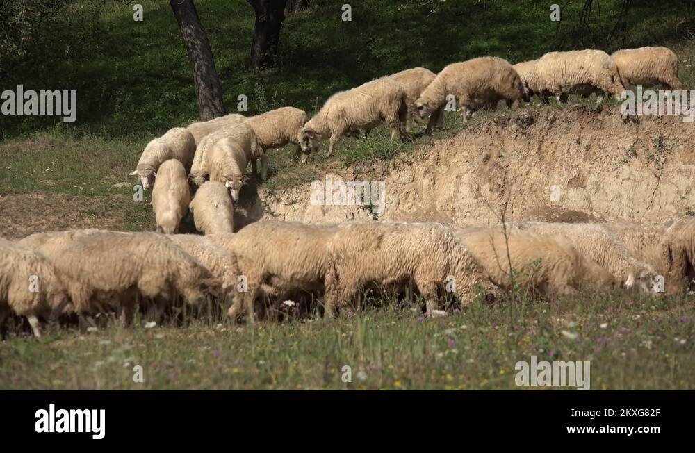 Pastoral image Stock Videos & Footage - HD and 4K Video Clips - Alamy