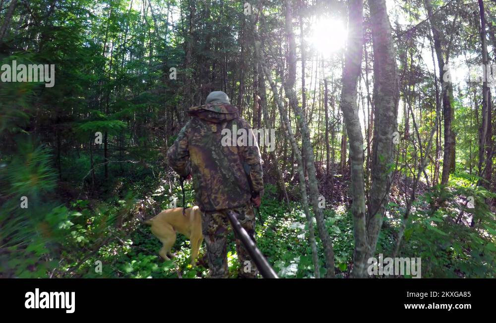 Masculine dog Stock Videos & Footage - HD and 4K Video Clips - Alamy