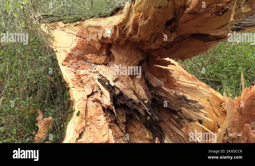 White willow Salix alba attacked by wood-destroying insects, tree ...