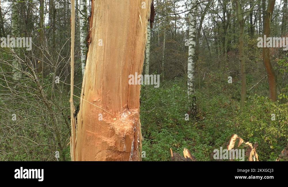 White willow Salix alba attacked by wood-destroying insects, tree ...