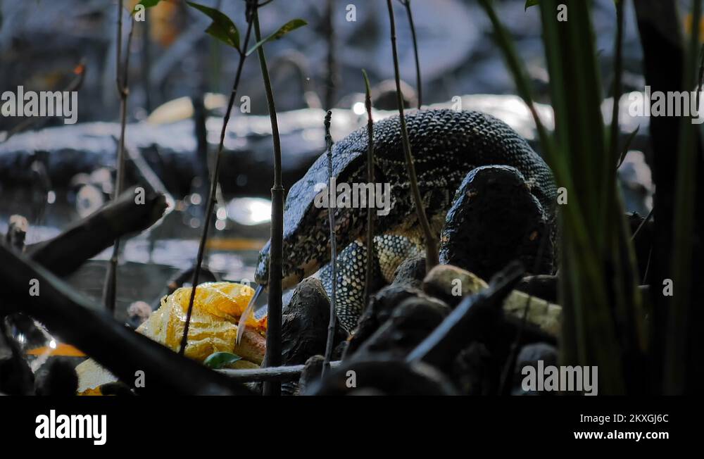 Wild animal in human habitat Stock Videos & Footage - HD and 4K Video ...