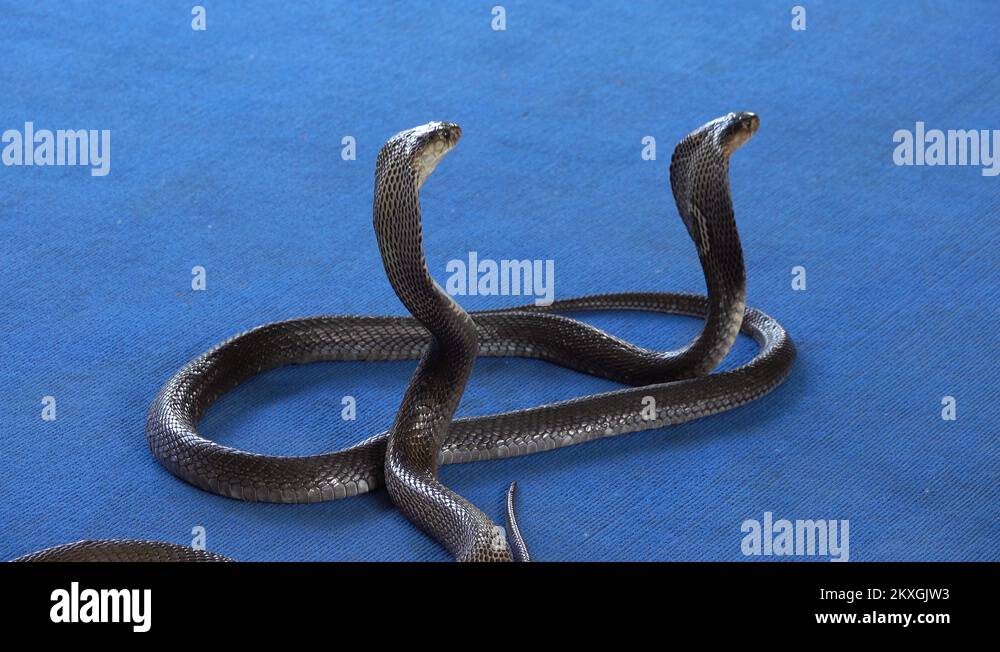 Carpet snake Stock Videos & Footage - HD and 4K Video Clips - Alamy