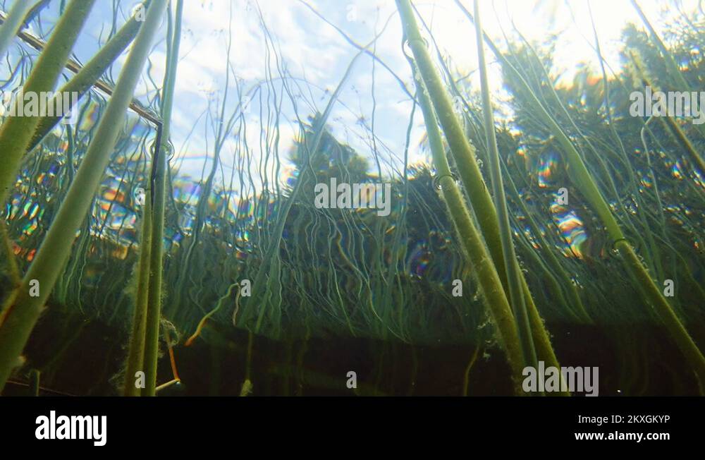 Emergent aquatic vegetation Stock Videos & Footage - HD and 4K Video ...