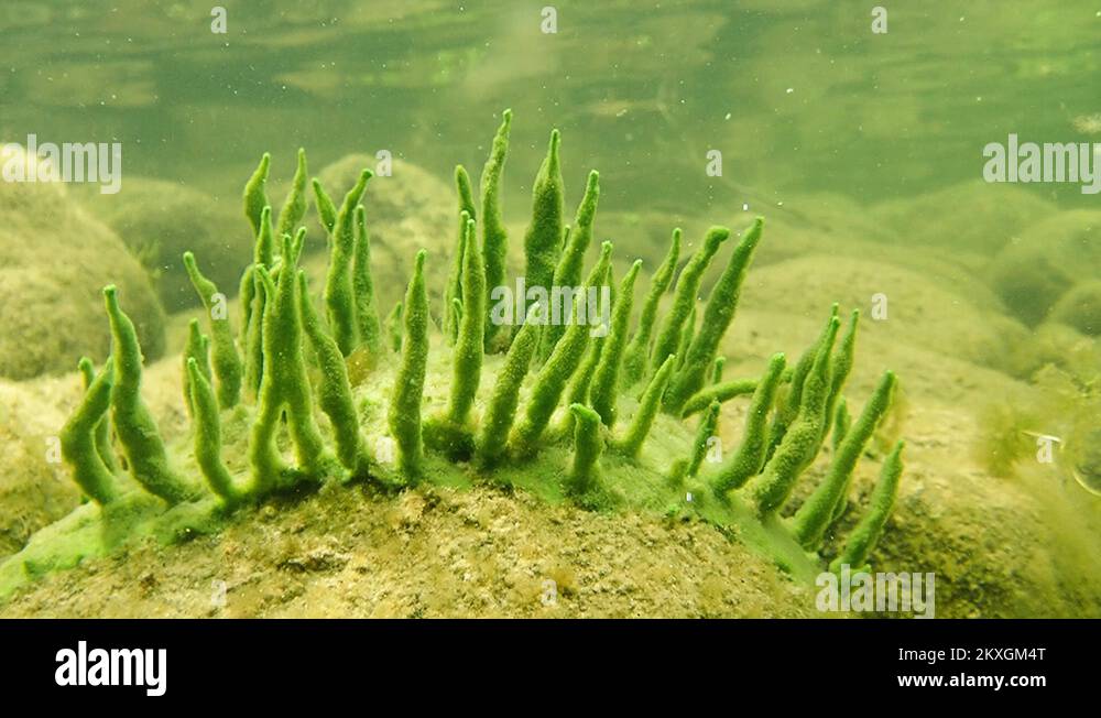 Sponge stone Stock Videos & Footage - HD and 4K Video Clips - Alamy