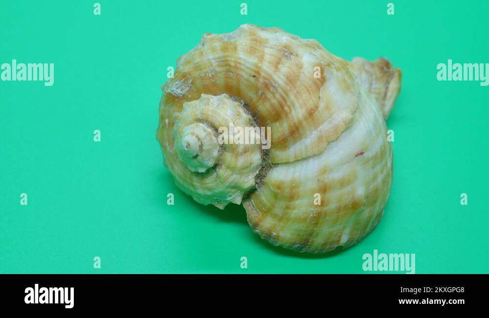 Spiral of a Shell zoom in and out Stock Video Footage - Alamy