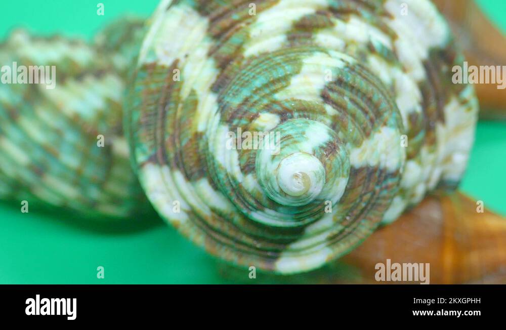 Beautiful spiral shell design Stock Videos & Footage - HD and 4K Video ...