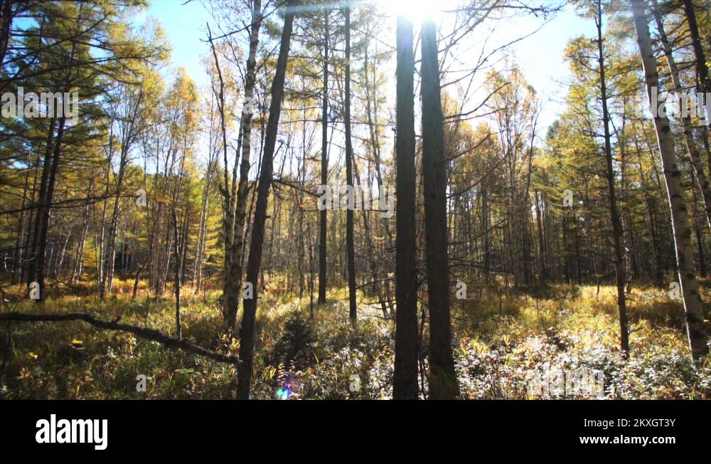 Slowly sliding sideways: view of autumn coniferous wild forest and high ...