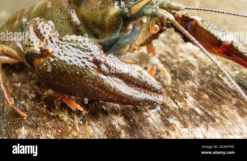 Crayfish legs Stock Videos & Footage - HD and 4K Video Clips - Alamy