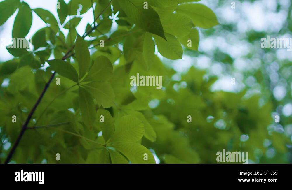 Summer trees leaves Stock Videos & Footage - HD and 4K Video Clips - Alamy