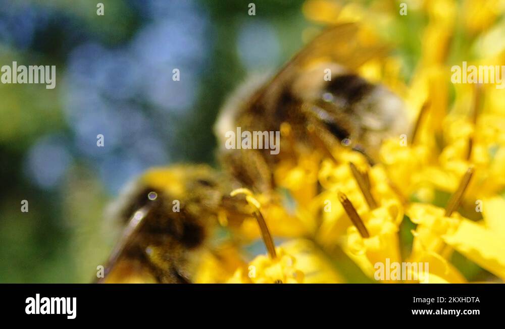 Pollen stuck on the hair of a bumblebee gathering nectar Stock Video ...