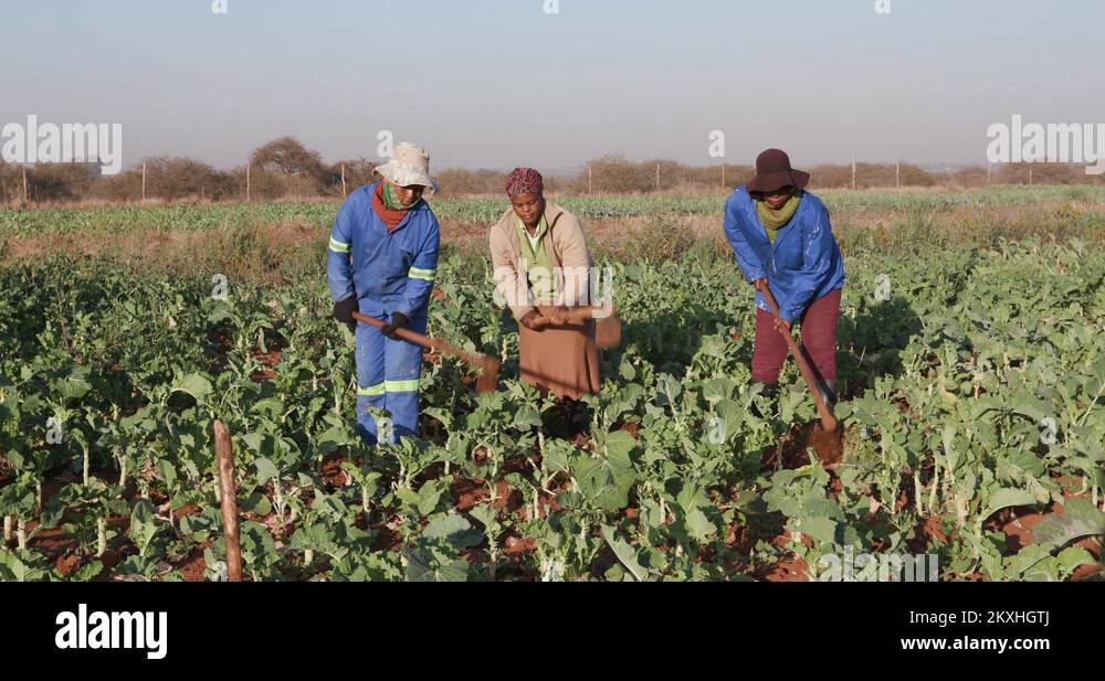 Three African woman manually ploughing a kale field with a hoe Stock ...