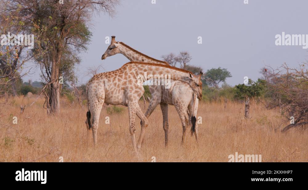 Dominance in nature Stock Videos & Footage - HD and 4K Video Clips - Alamy