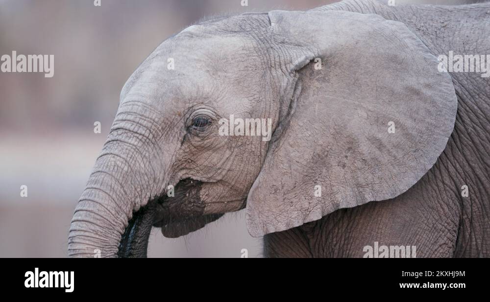 Close-up young of elephant calf greeting mother with trunk Okavango ...