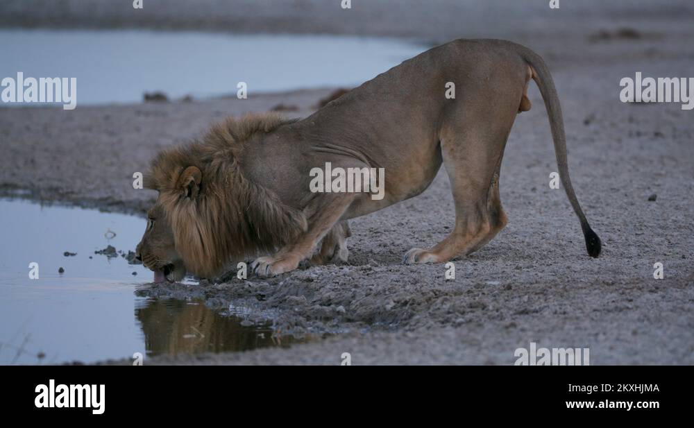 Single male lion Stock Videos & Footage - HD and 4K Video Clips - Alamy