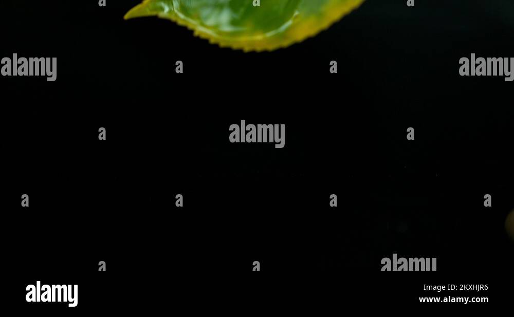 Black pool of water Stock Videos & Footage - HD and 4K Video Clips - Alamy