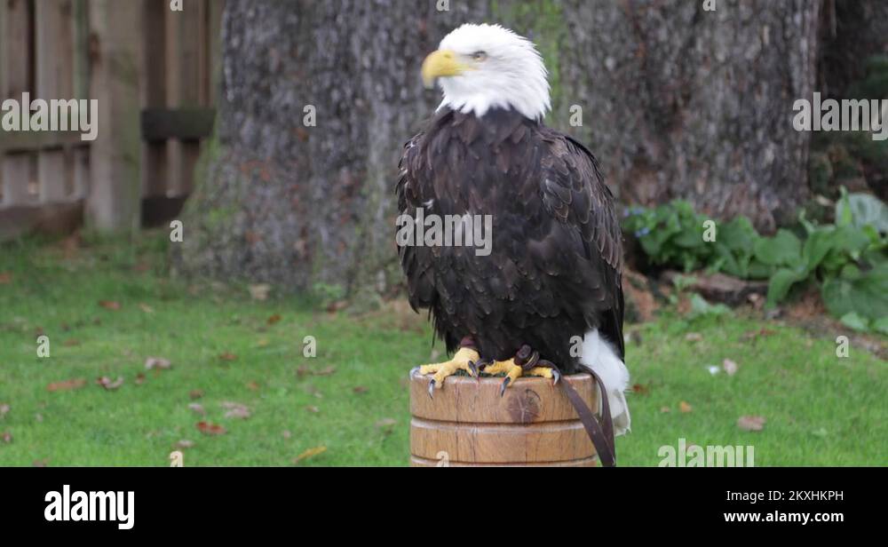 Bald Eagle screeching exhibits natural killer instinct (4K Stock Video ...