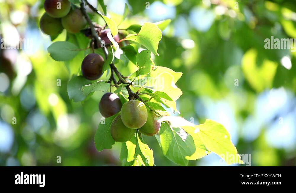 Green gage tree Stock Videos & Footage - HD and 4K Video Clips - Alamy
