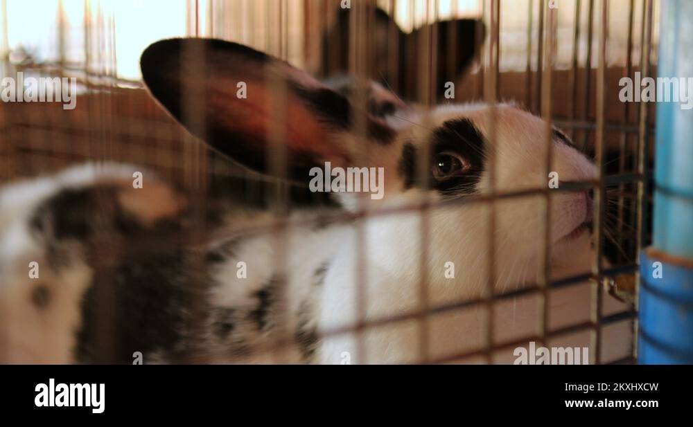 Bunny inside cage in 4K. Domesticated rabbit inside organic farm ...