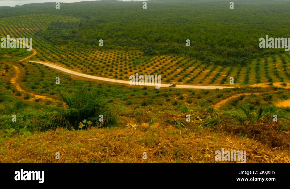 Plantations of oil palm tree rows are seen from above. Tropical ...