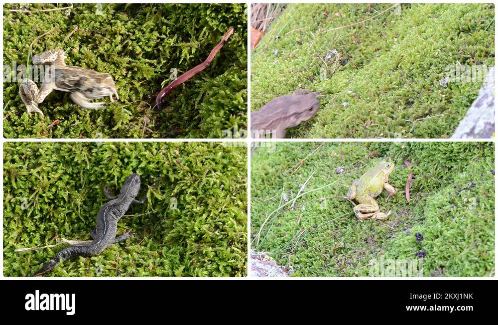 Frog collage Stock Videos & Footage - HD and 4K Video Clips - Alamy