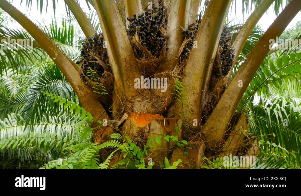 Oil palm plantation harvest fruit Stock Videos & Footage - HD and 4K ...