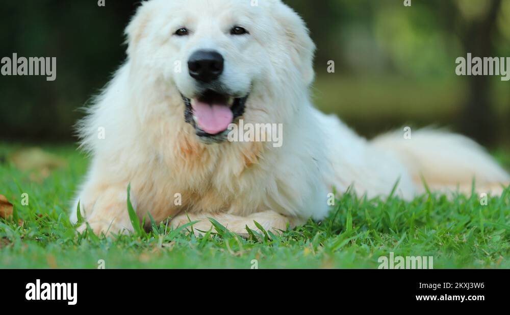 Labrador wolf Stock Videos & Footage - HD and 4K Video Clips - Alamy