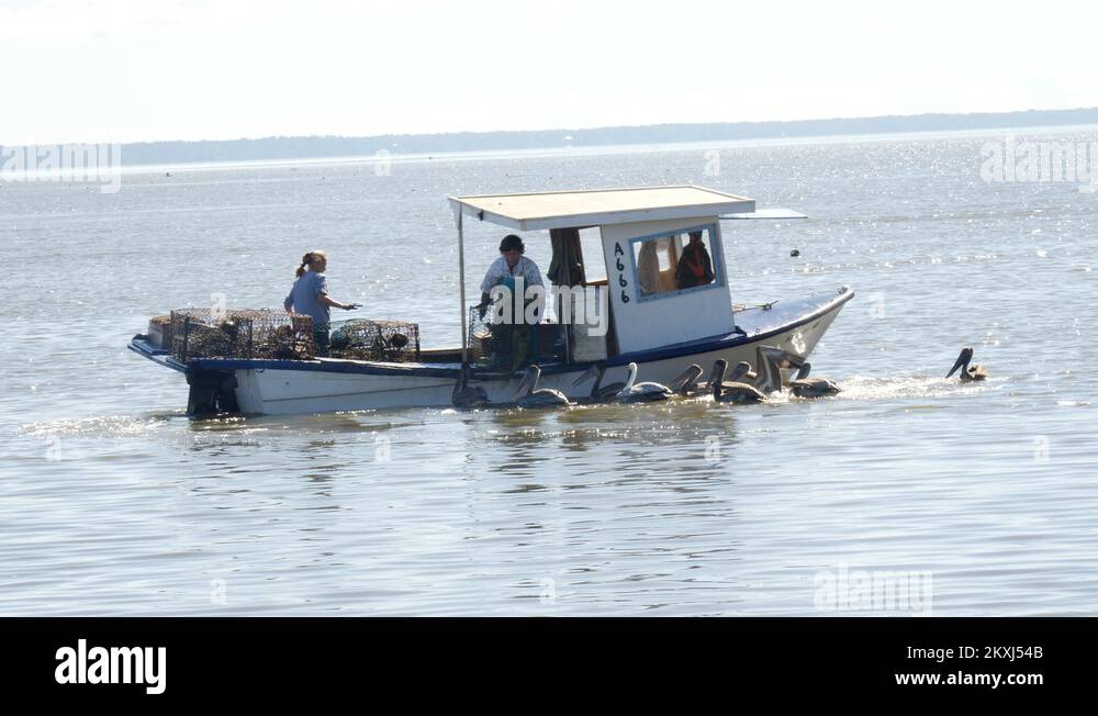 Wire traps Stock Videos & Footage - HD and 4K Video Clips - Alamy