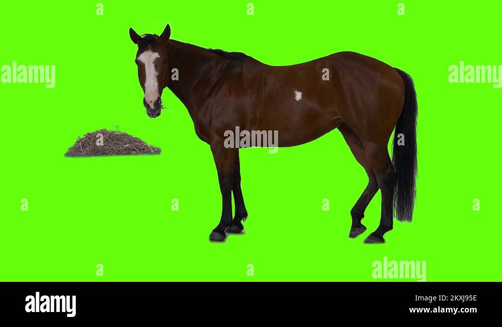 Green hay horse Stock Videos & Footage - HD and 4K Video Clips - Alamy