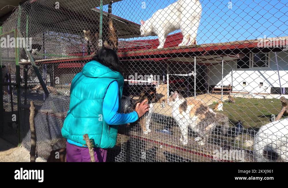 Dog mummy Stock Videos & Footage - HD and 4K Video Clips - Alamy