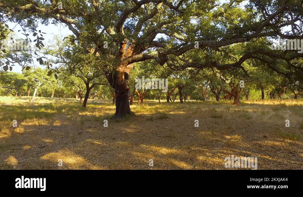 Walking through plantation Stock Videos & Footage - HD and 4K Video ...