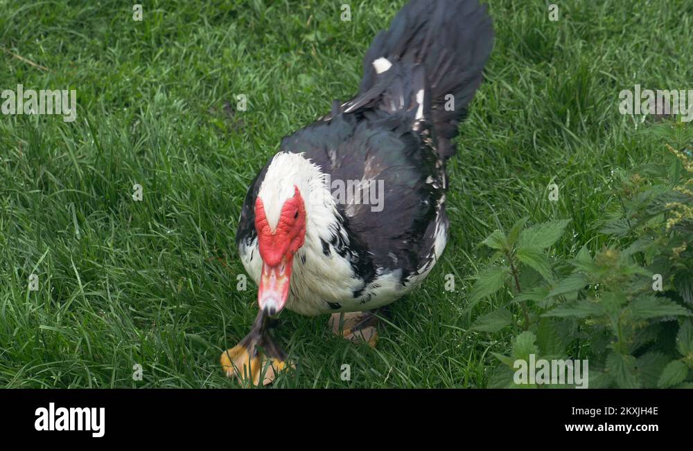 Muscovyduck Stock Videos & Footage - HD and 4K Video Clips - Alamy