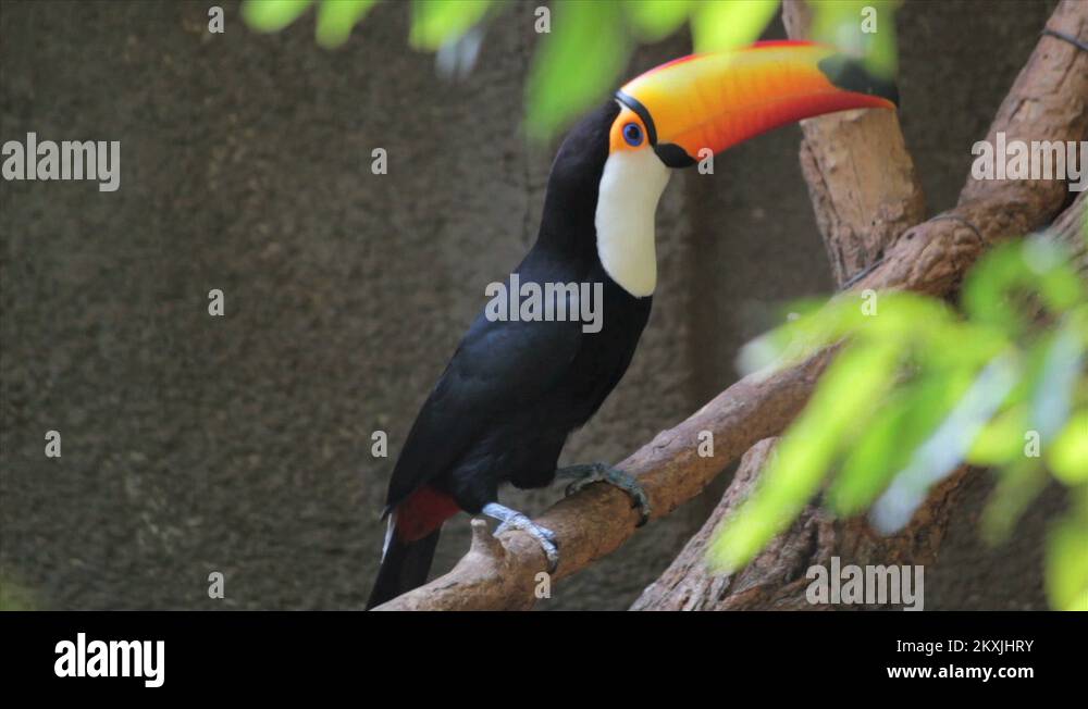Brazilian toucan. Zoo of Brazil. Ramphastos toco bird. Tucano Stock ...