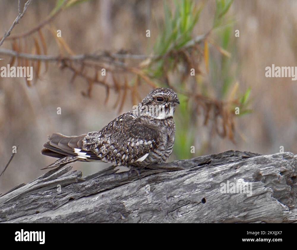 Nighthawk birds Stock Videos & Footage - HD and 4K Video Clips - Alamy