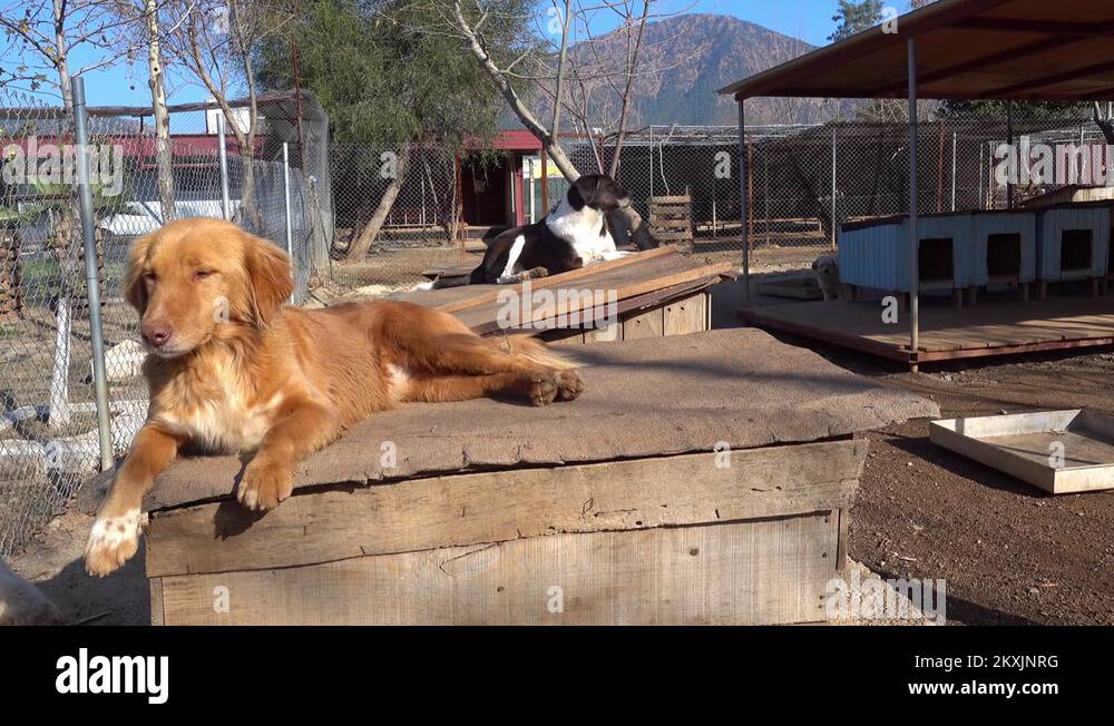 Dog enjoy sun Stock Videos & Footage - HD and 4K Video Clips - Alamy