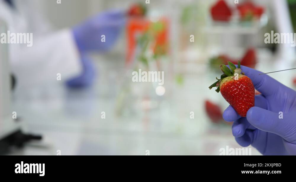 Biologists Syringe Injection Test Liquid in Strawberry Fruit Botany ...