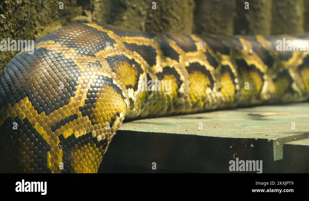 Burmese python Stock Videos & Footage - HD and 4K Video Clips - Alamy