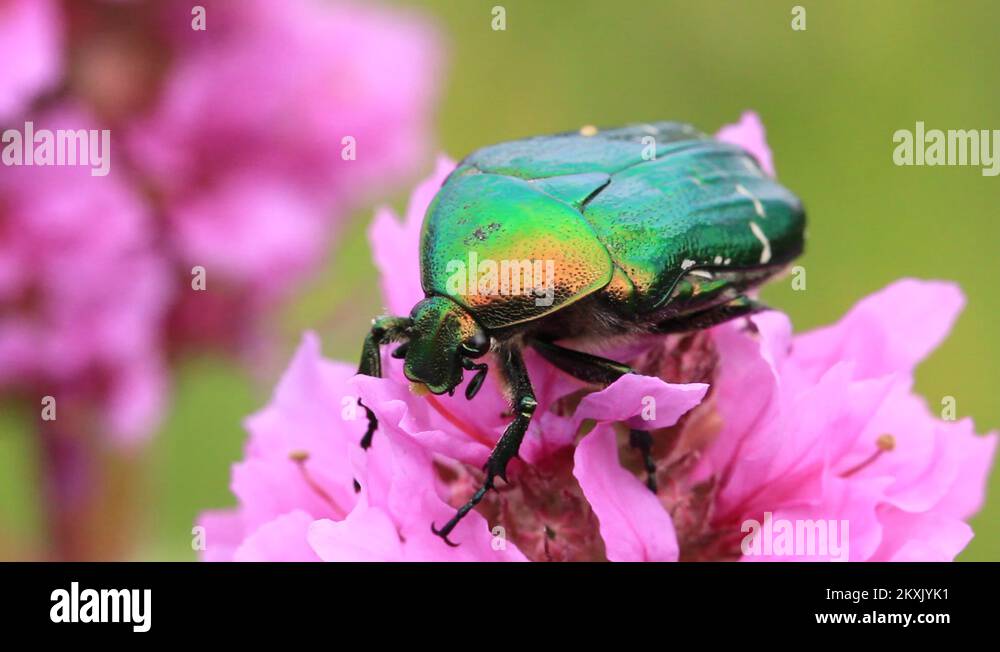 Big green bug Stock Video Footage - Alamy