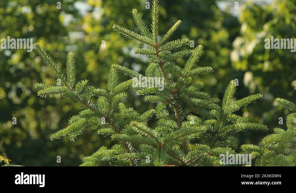 Spruce species Stock Videos & Footage - HD and 4K Video Clips - Alamy
