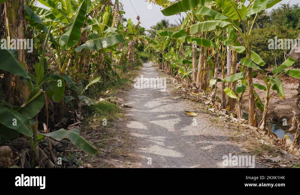 Vertical plantations Stock Videos & Footage - HD and 4K Video Clips - Alamy