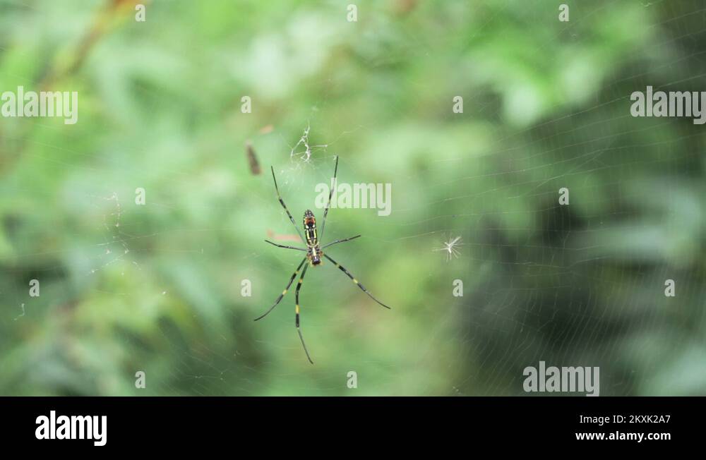 Spider web gardens Stock Videos & Footage - HD and 4K Video Clips - Alamy