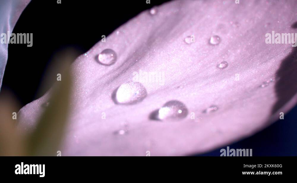 Water falling on flower petals in nature 4K shot on Phantom Flex Stock ...