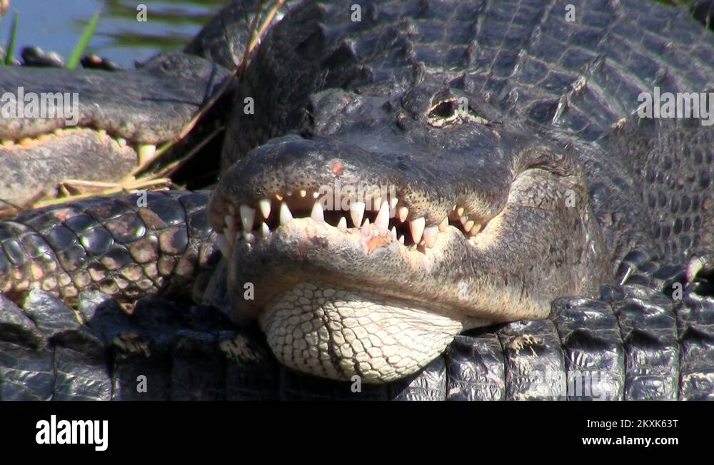 Aggressive reptile Stock Videos & Footage - HD and 4K Video Clips - Alamy