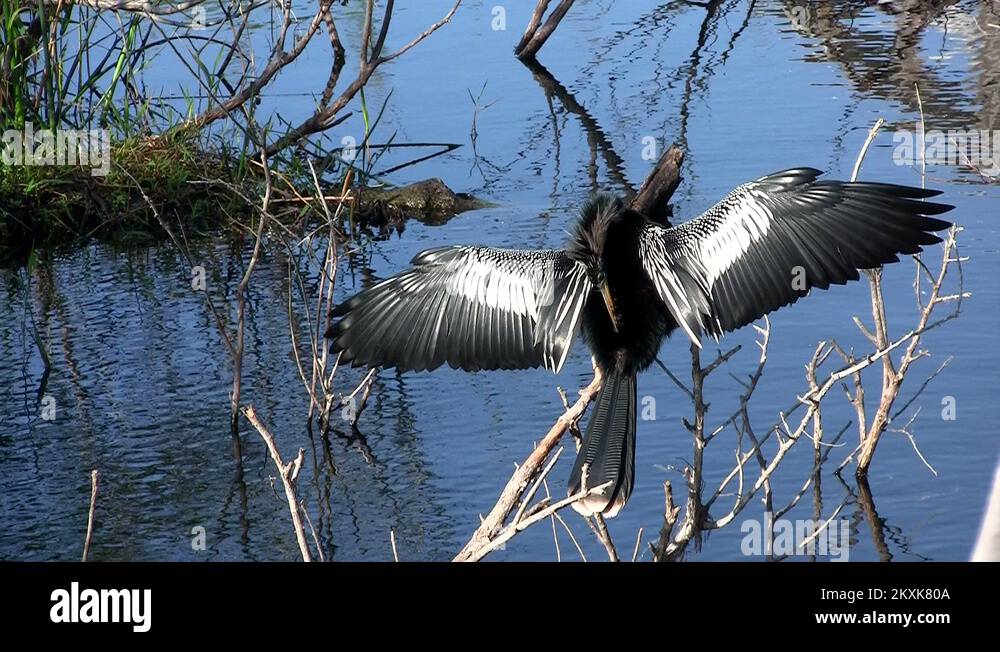 Bird mating ritual Stock Videos & Footage - HD and 4K Video Clips - Alamy