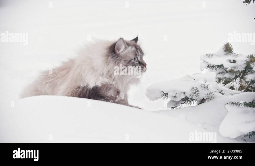 Mewing cat Stock Videos & Footage - HD and 4K Video Clips - Alamy