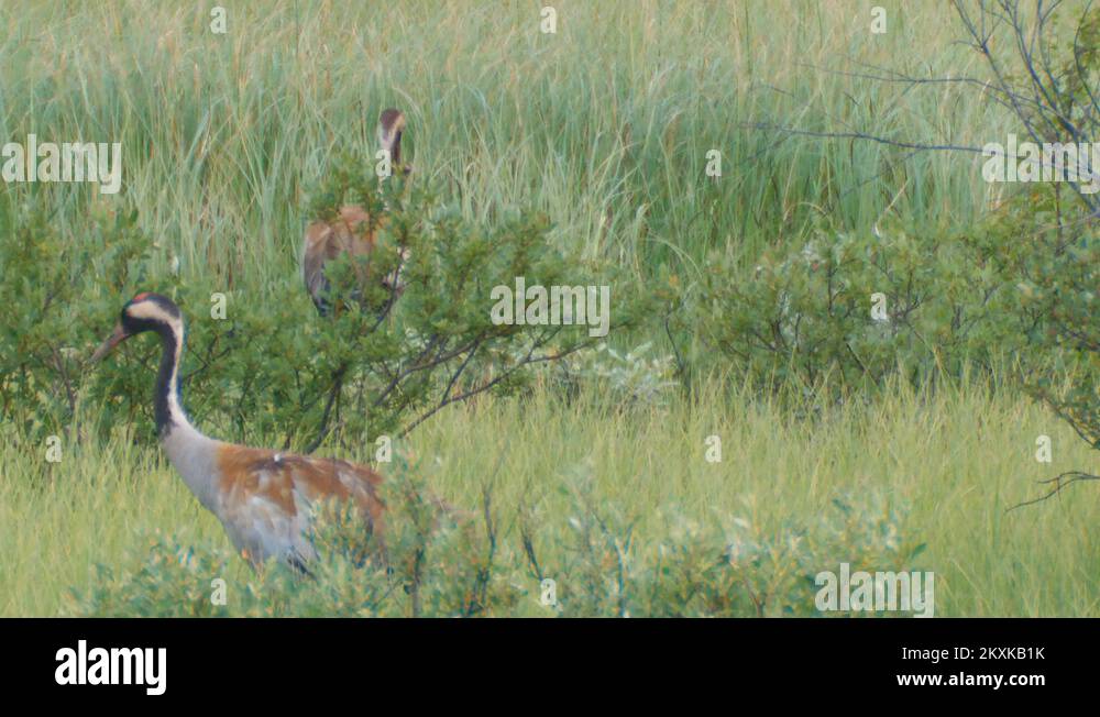 Common crane Stock Videos & Footage - HD and 4K Video Clips - Alamy