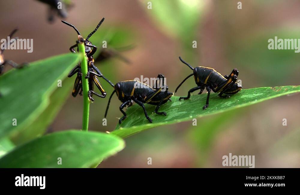 Insects eat leaf Stock Videos & Footage - HD and 4K Video Clips - Alamy