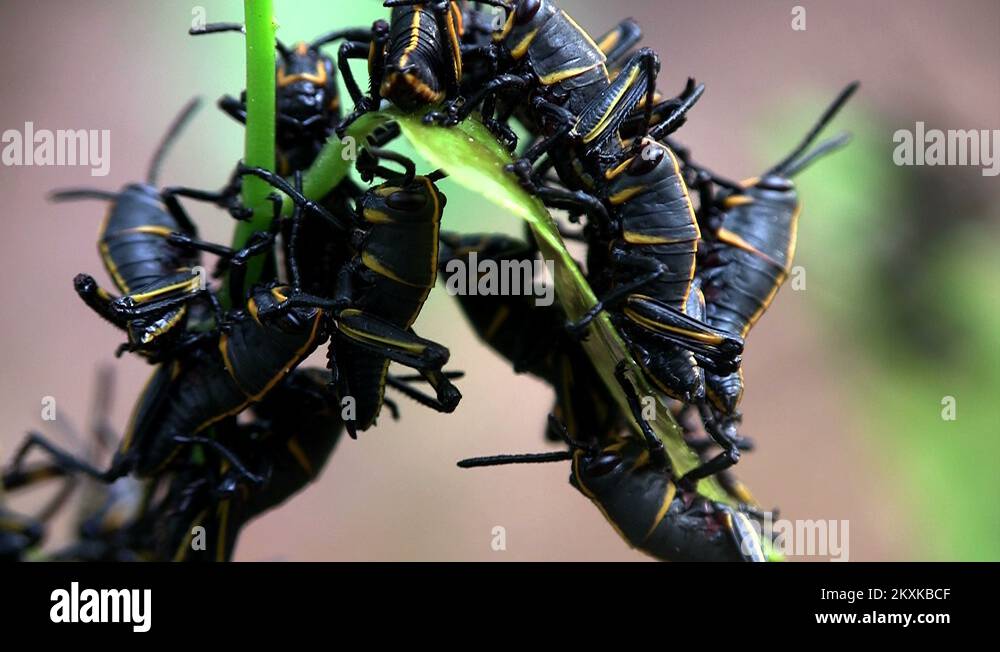 Pests eat leaf Stock Videos & Footage - HD and 4K Video Clips - Alamy