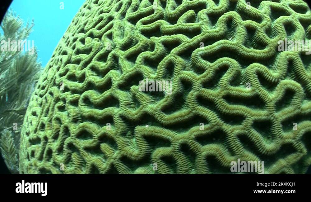 Beautiful brain art Stock Videos & Footage - HD and 4K Video Clips - Alamy