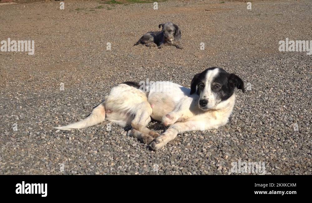 Three animal legs Stock Videos & Footage - HD and 4K Video Clips - Alamy