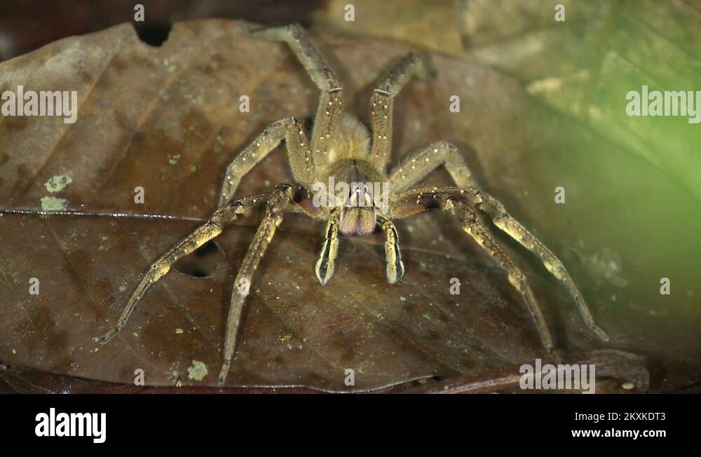 Deadly poisonous spider Stock Videos & Footage - HD and 4K Video Clips ...